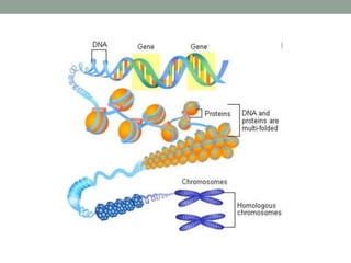Dasar Geetika Kromosom, Lokus, Gen Alel.pptx