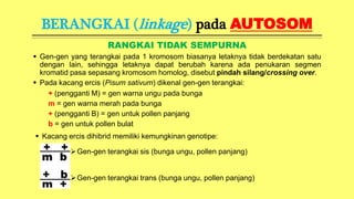 KROMOSOM, BERANGKAI dan PINDAH SILANG | PPTX
