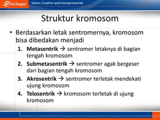 Kromosom, Pembelahan, Sel, Penetuan Jenis Kelamin.pptx