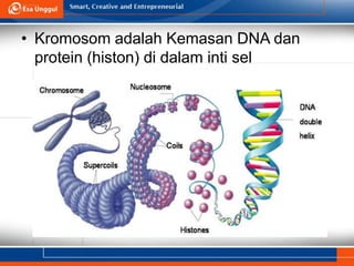 Kromosom, Pembelahan, Sel, Penetuan Jenis Kelamin.pptx