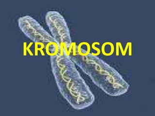 KROMOSOM PPT.pptx