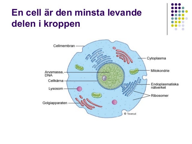 Kroppen del 1 gzl