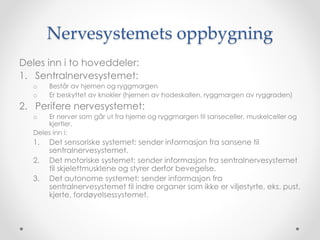 Kroppen naturfag 9.trinn | PPT