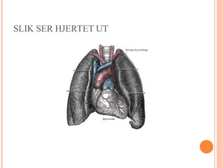 Kroppens Organer Hjertet | PPT