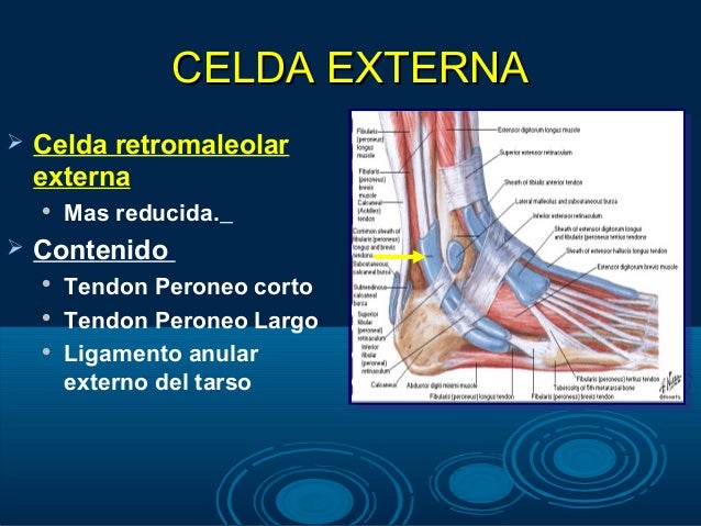 anatomia del tobillo