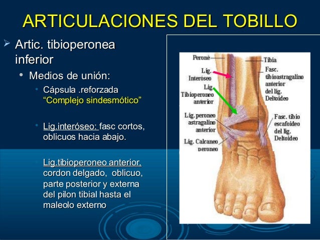 anatomia del tobillo