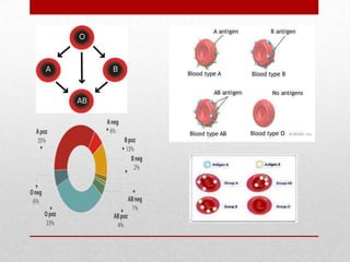 Krv - Jovana Bosnjakovic | PPTX