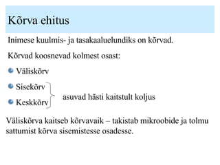 Kõrv kuulmine tasakaal | PPT