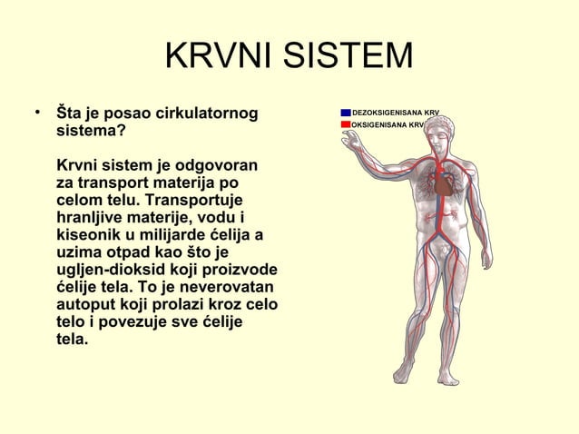 Krvni sistem (1) | PPT