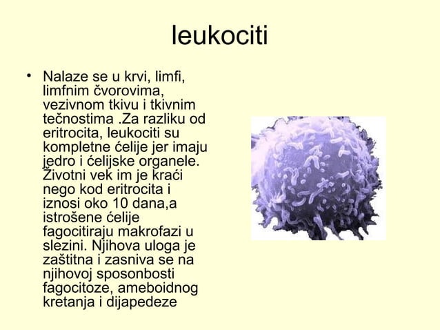 Krvni sistem (1) | PPT