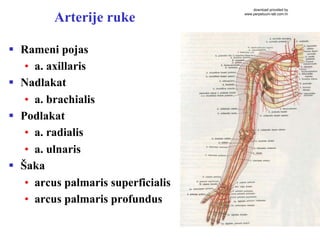 Arterije ruka | PDF