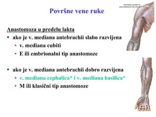 Arterije ruka | PPT