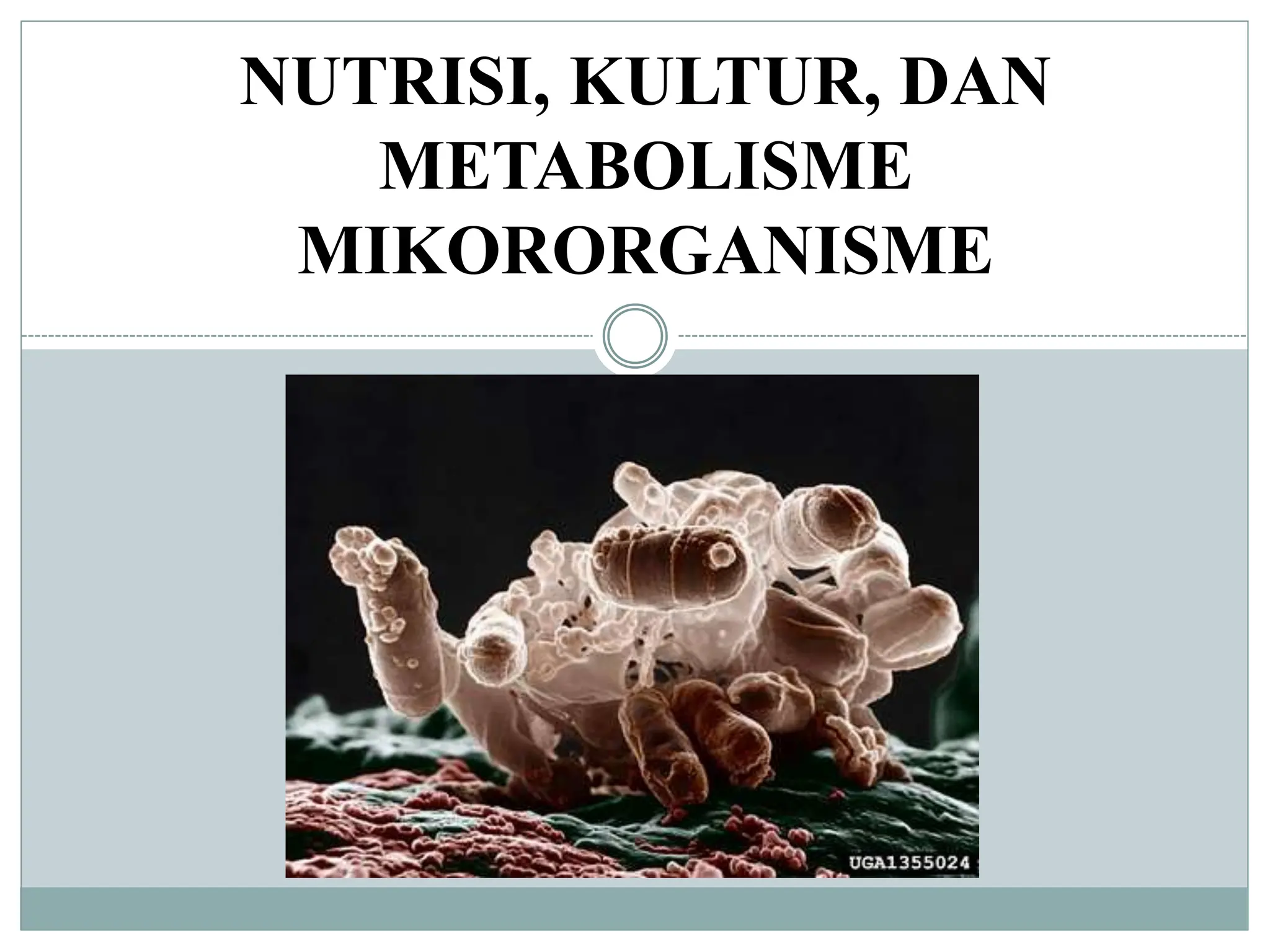 nutrisi_mikroba-nutrisi_mikroba-nutrisi_mikroba.ppt
