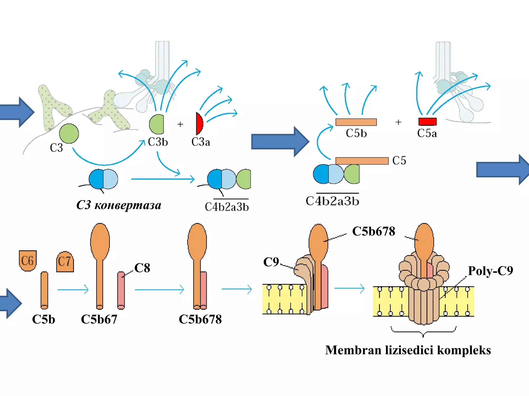 Komplement sistemi | PPT