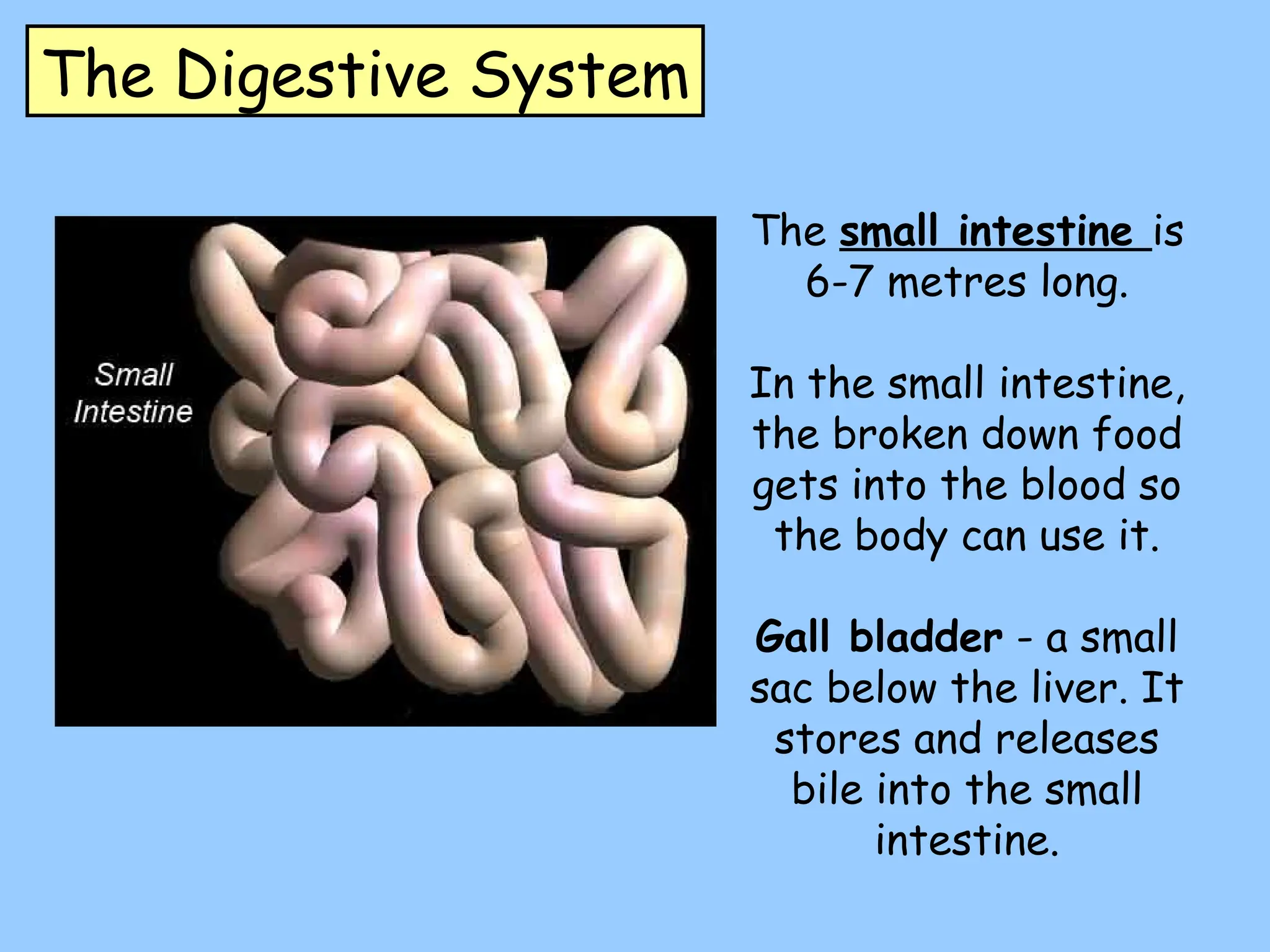 KS2---Digestive-System- Mouth, Esophagus/Gullet, stomach, small ...