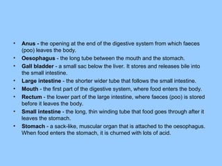 KS2---Digestive-System- Mouth, Esophagus/Gullet, stomach, small ...