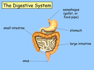 KS2---Digestive-System- Mouth, Esophagus/Gullet, stomach, small ...