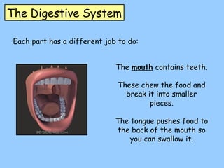KS2---Digestive-System- Mouth, Esophagus/Gullet, stomach, small ...