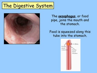 KS2---Digestive-System- Mouth, Esophagus/Gullet, stomach, small ...
