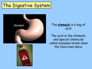 KS2---Digestive-System- Mouth, Esophagus/Gullet, stomach, small ...