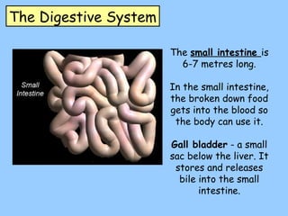 KS2---Digestive-System- Mouth, Esophagus/Gullet, stomach, small ...
