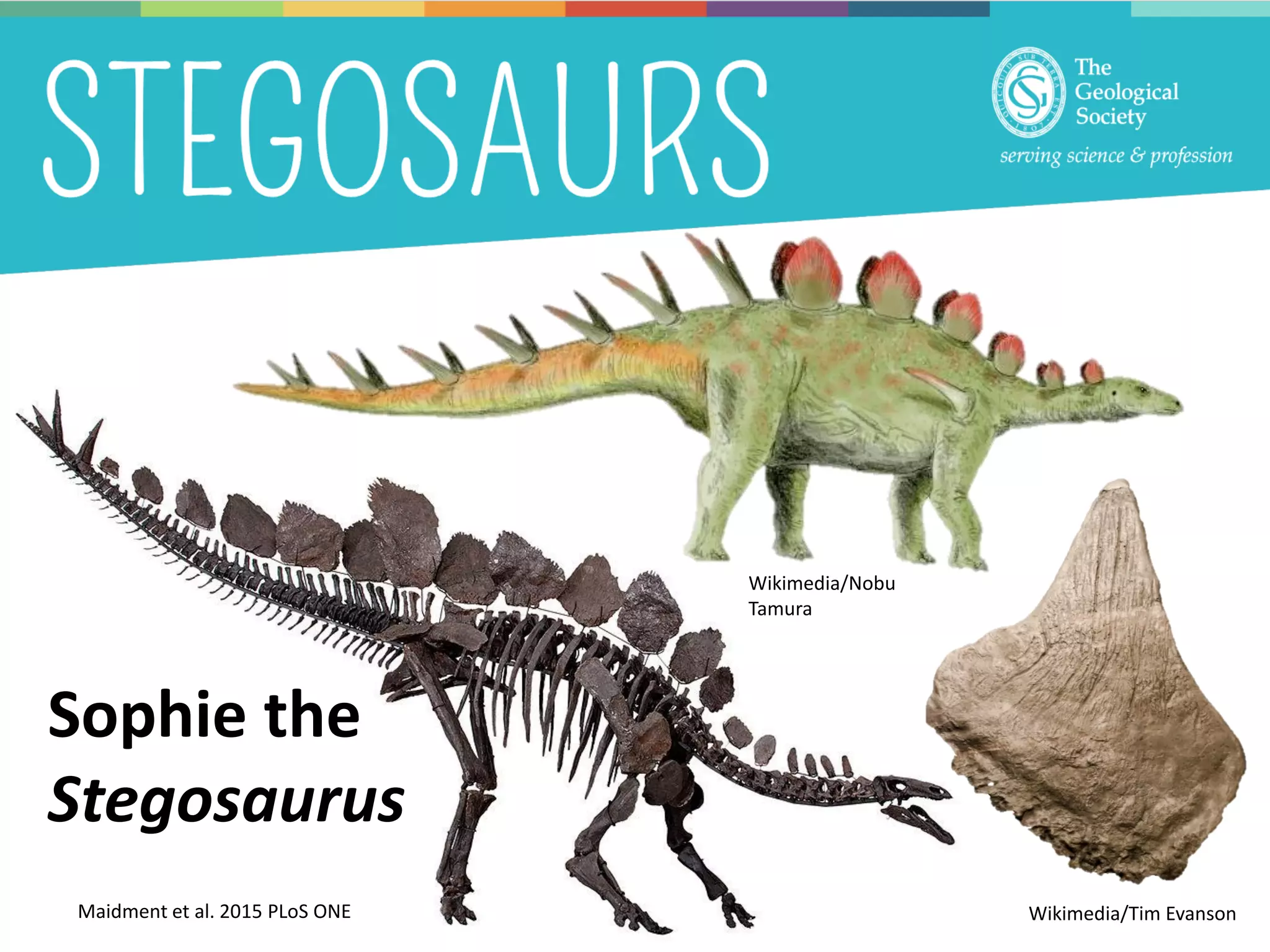 A presentation on dinosaurs | PDF