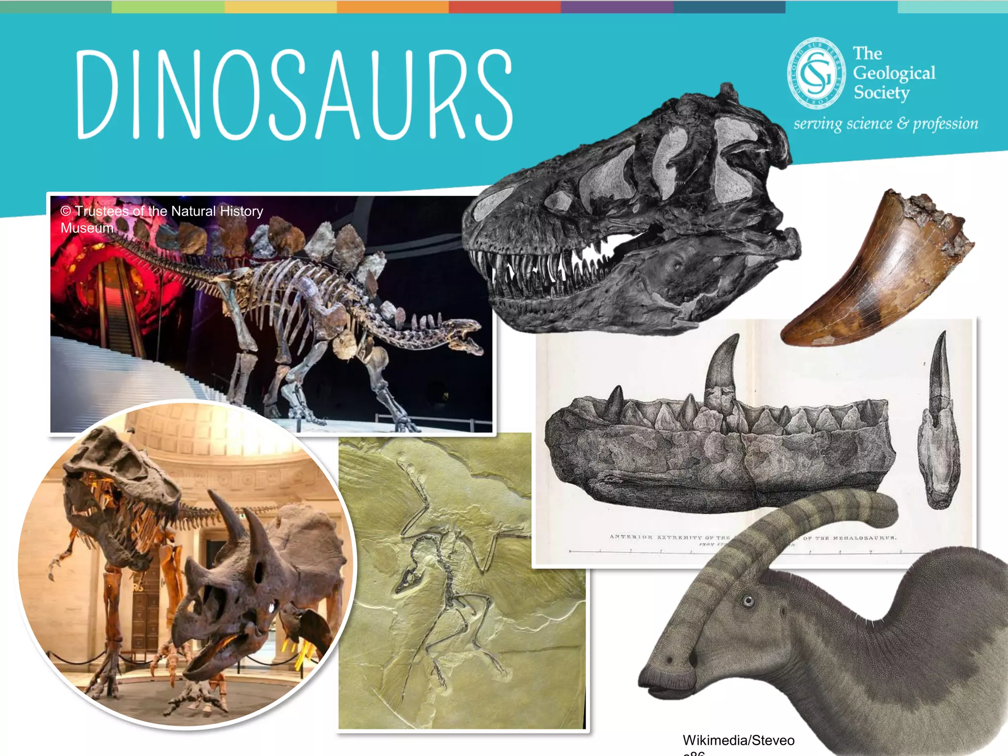 A presentation on dinosaurs | PDF | Reptiles | Pets