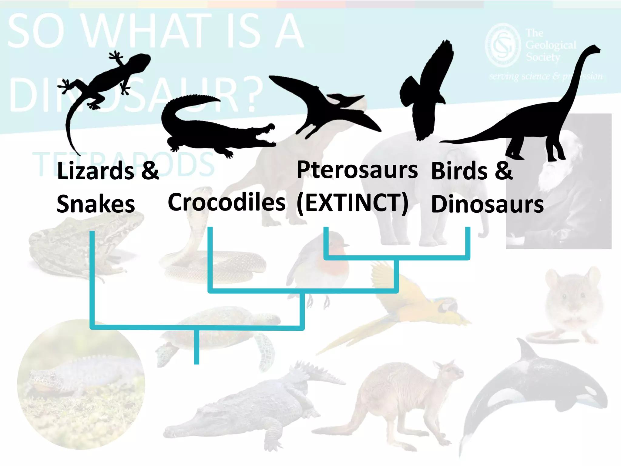 A presentation on dinosaurs | PDF | Reptiles | Pets