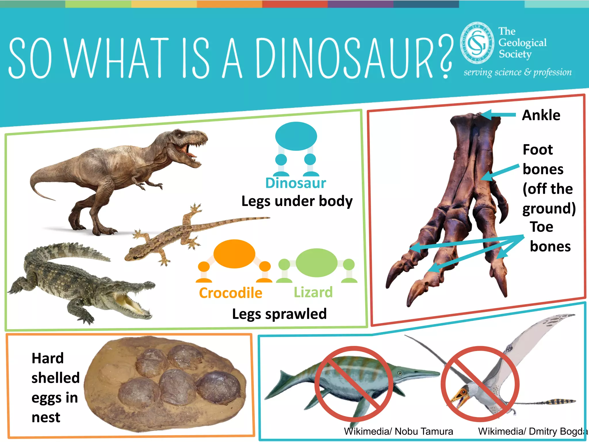 A presentation on dinosaurs | PDF | Reptiles | Pets