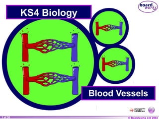 Ks4 blood vessels | PPT