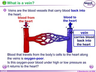 Ks4 blood vessels PPT