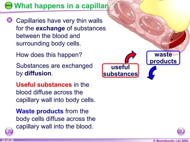 Ks4 blood vessels | PPT | Heart and Cardiovascular Diseases | Diseases ...
