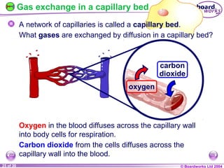 Ks4 blood vessels | PPT