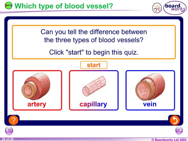 Ks4 blood vessels | PPT | Heart and Cardiovascular Diseases | Diseases ...