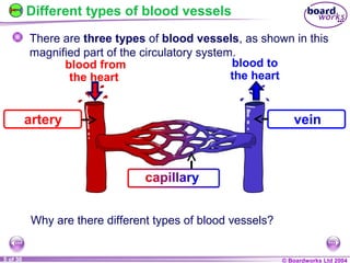 Five Types Of Blood Vessels