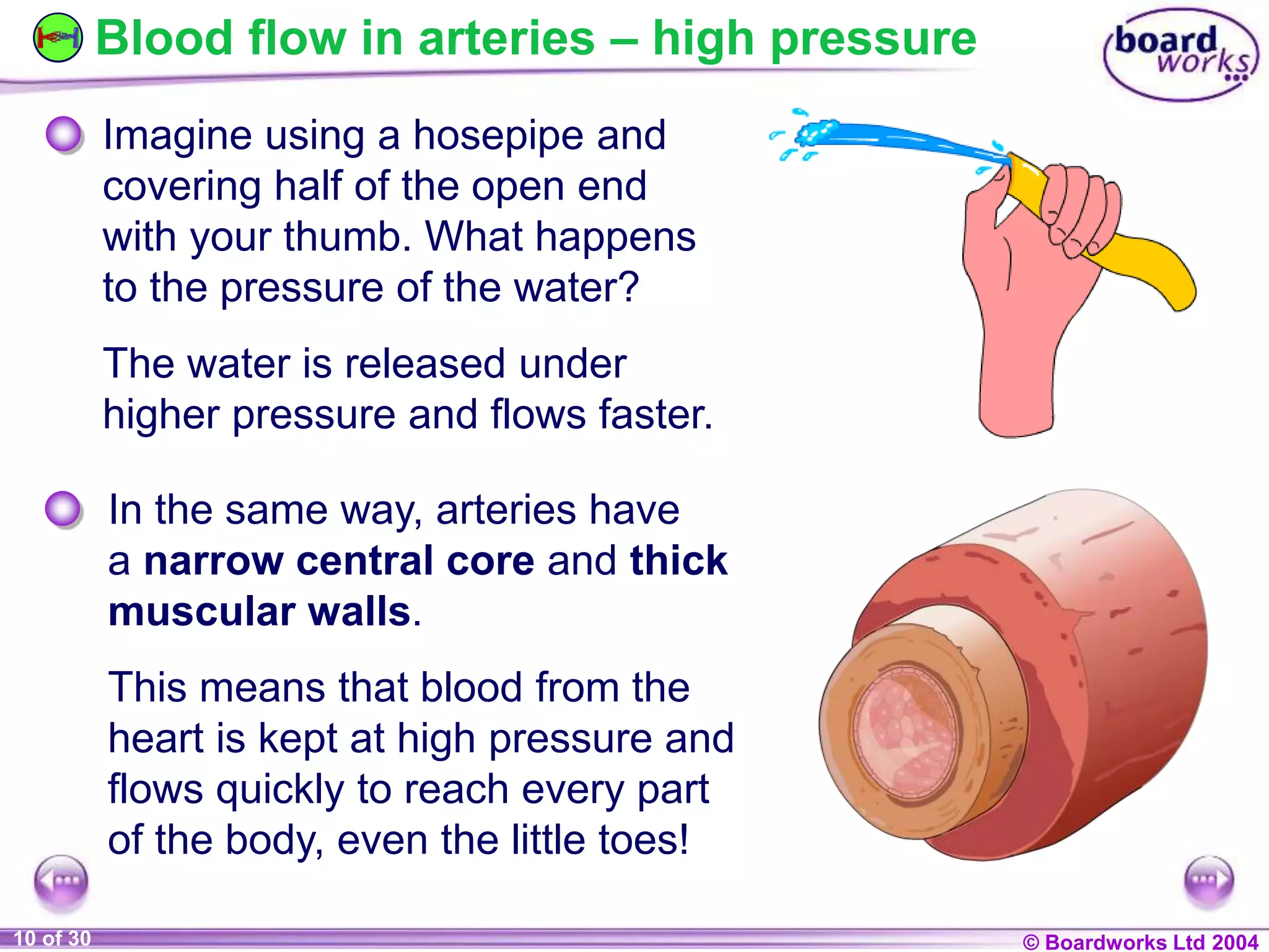 Ks4 blood vessels | PPT