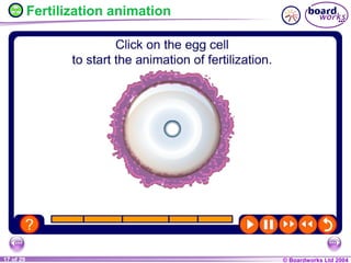 Ks4 cell division and fertilization | PPT