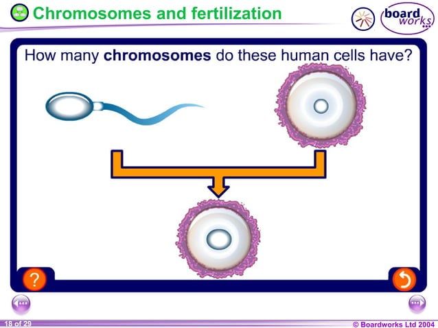Ks4 cell division and fertilization | PPT