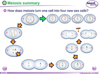 Ks4 cell division and fertilization | PPT