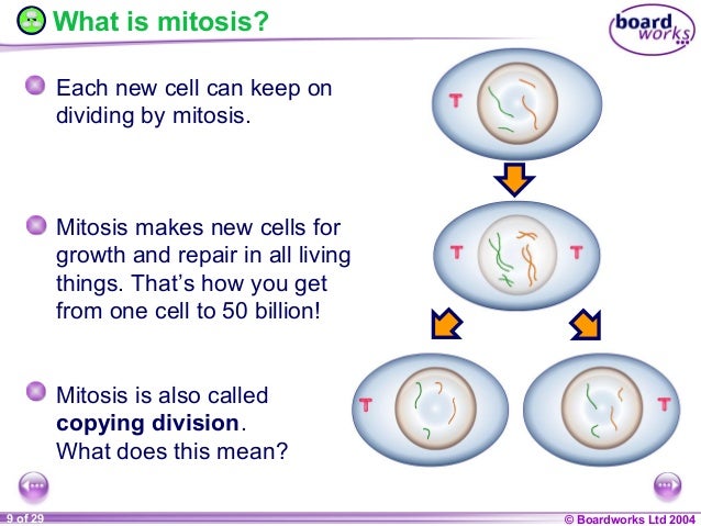Ks4 cell division and fertilization