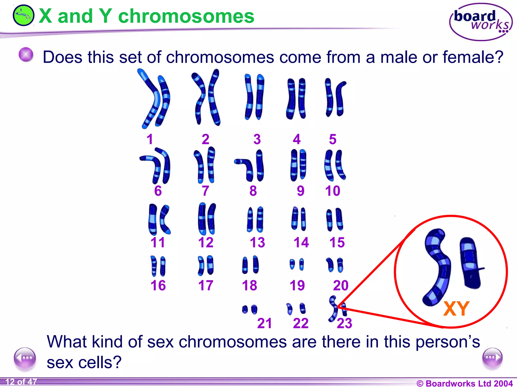 Ks4 chromosomes, genes and dna | PPT