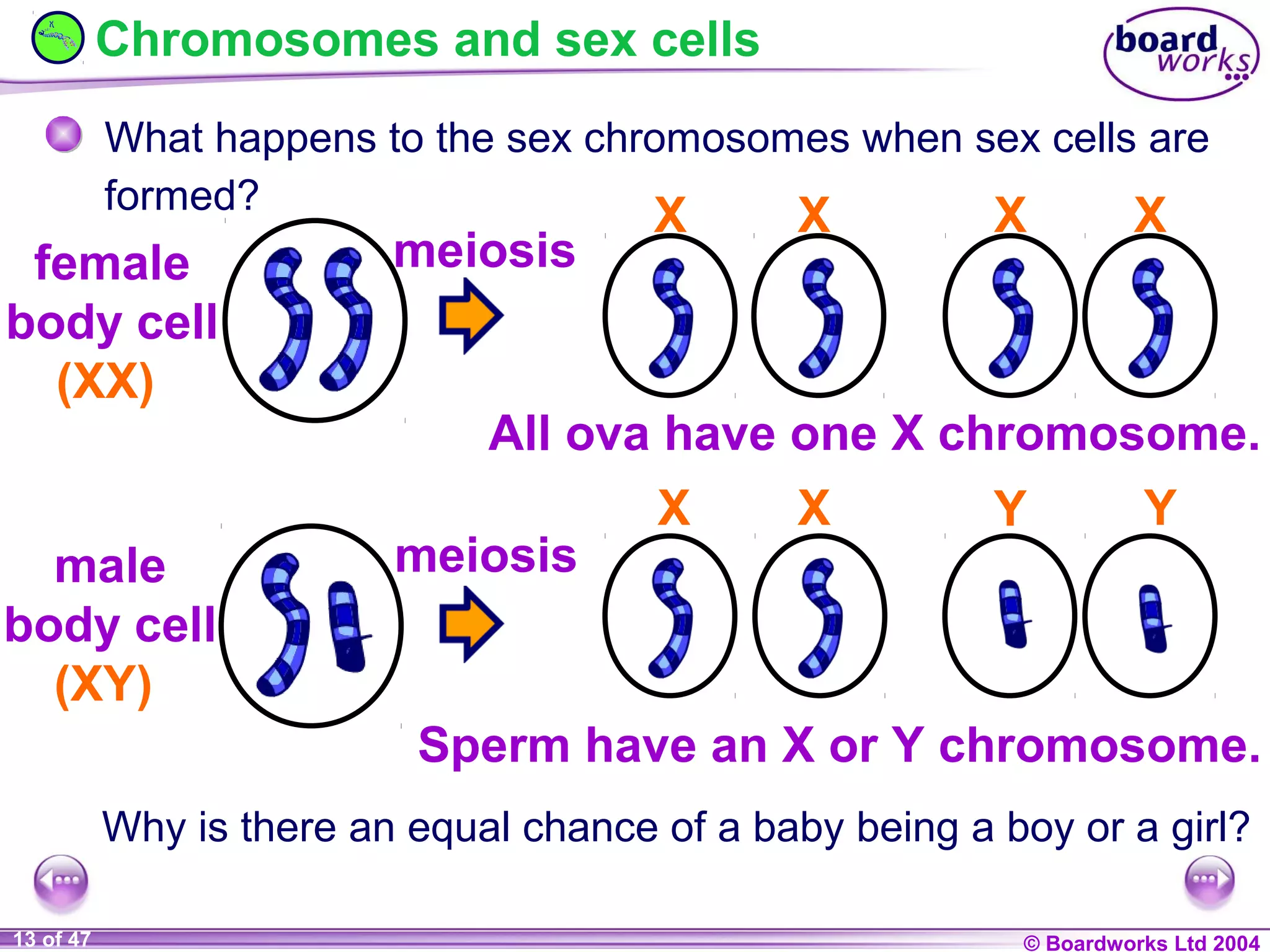 Ks4 chromosomes, genes and dna | PPT