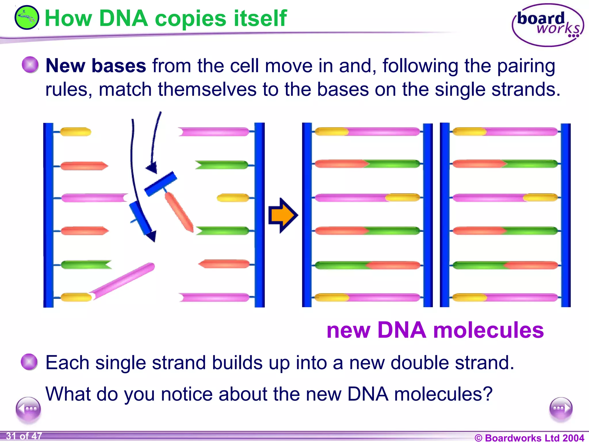 Ks4 chromosomes, genes and dna | PPT