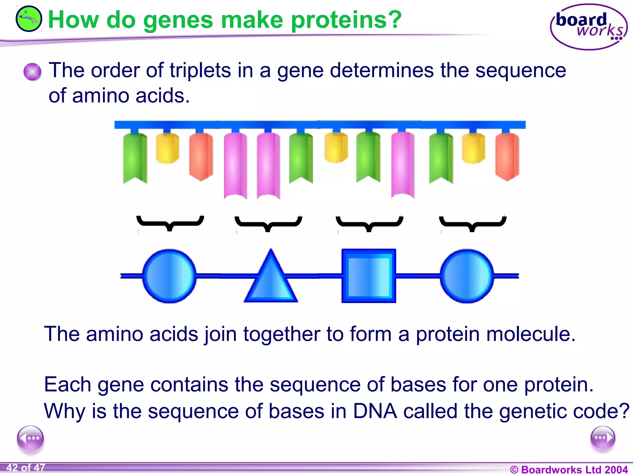 Ks4 chromosomes, genes and dna | PPT