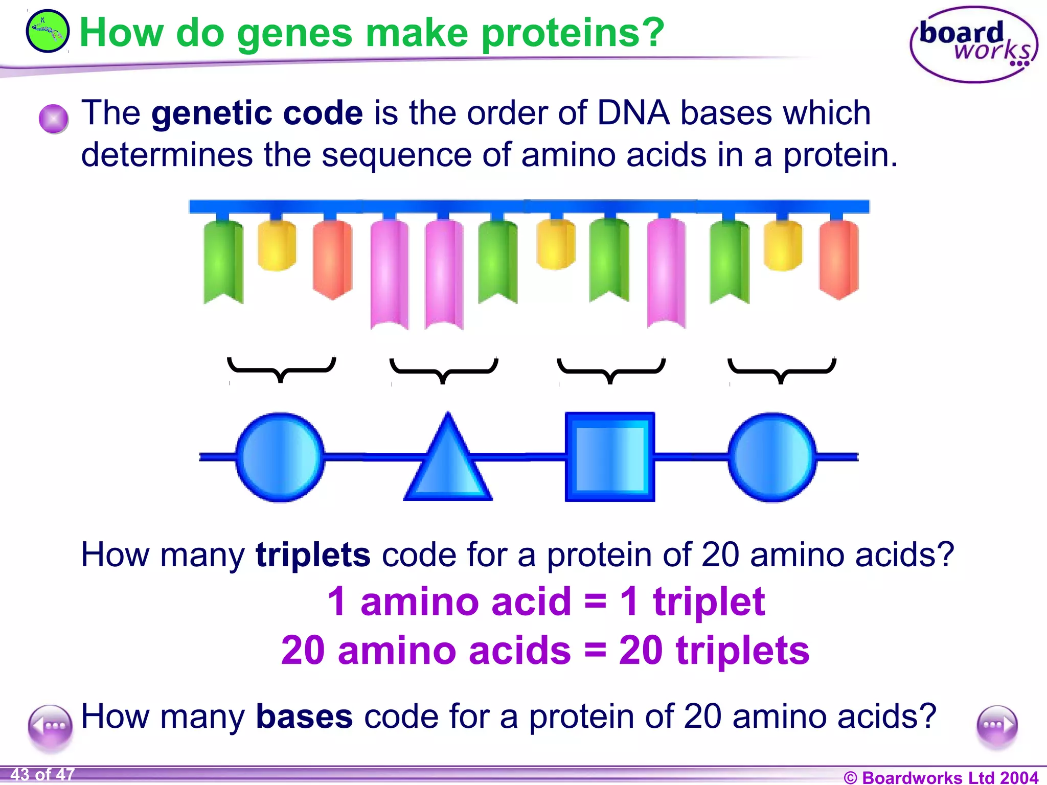Ks4 chromosomes, genes and dna | PPT