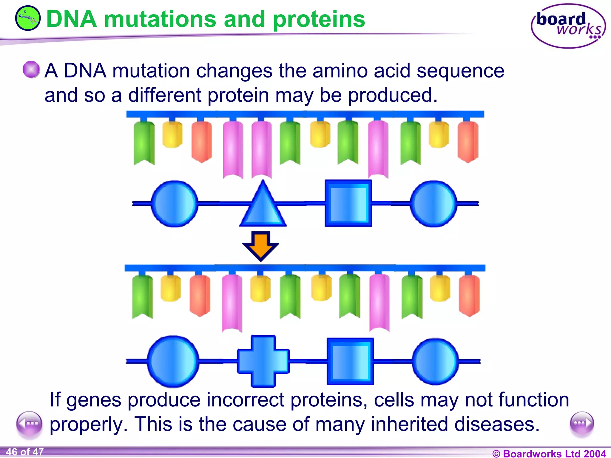 Ks4 chromosomes, genes and dna | PPT