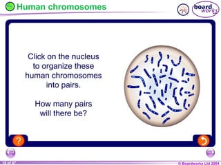 Ks4 chromosomes, genes and dna | PPT