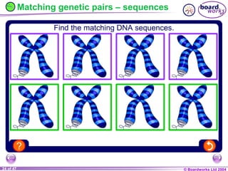Ks4 chromosomes, genes and dna | PPT