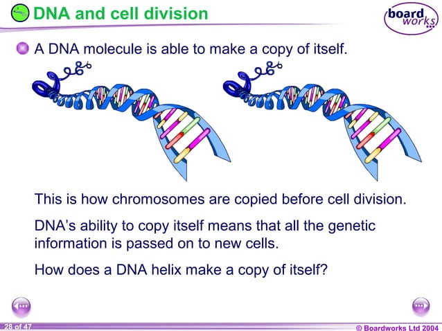 Ks4 chromosomes, genes and dna | PPT