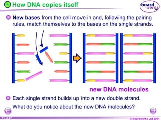 Ks4 chromosomes, genes and dna | PPT